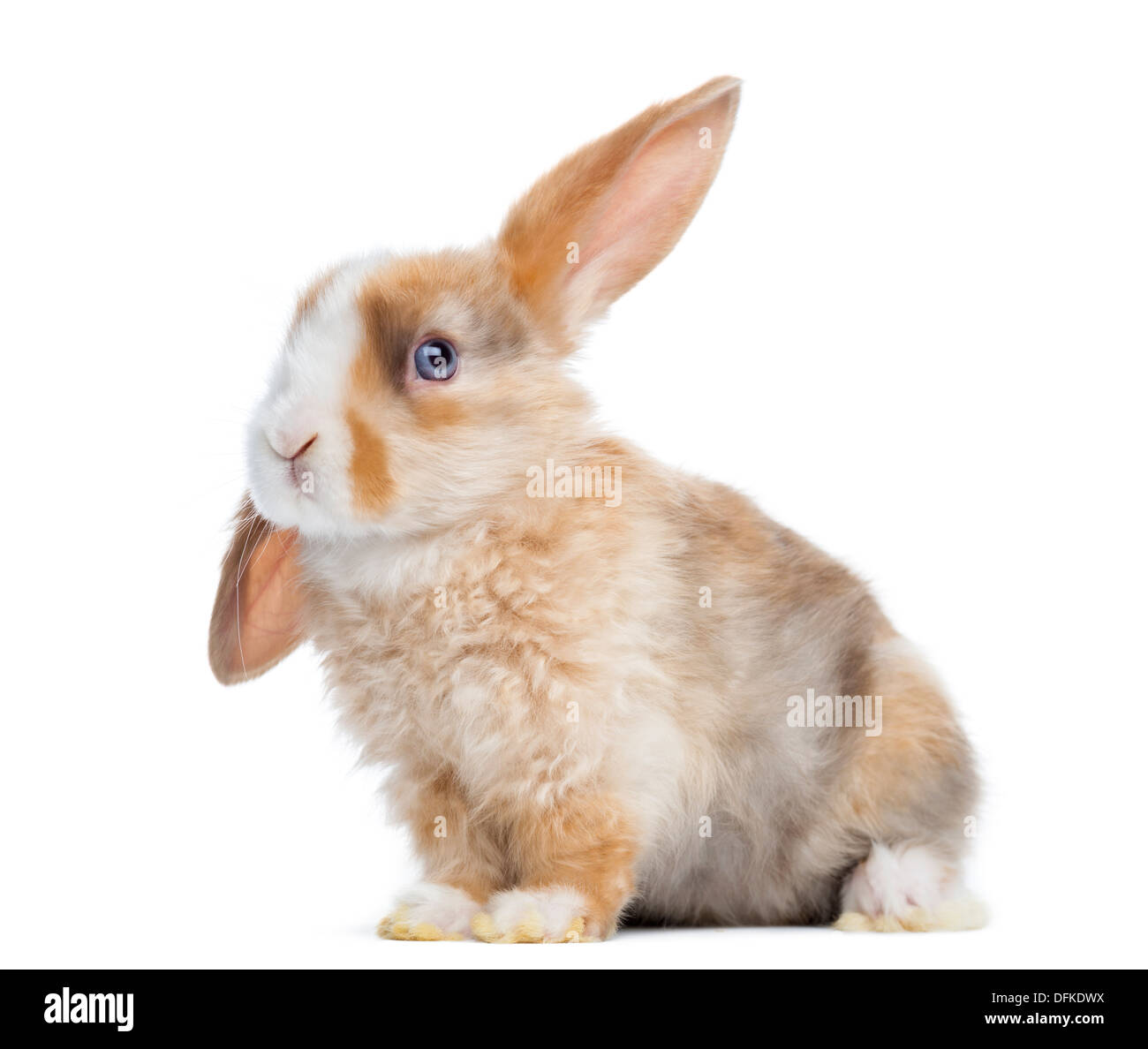 Lop ear Banque de photographies et d’images à haute résolution - Alamy