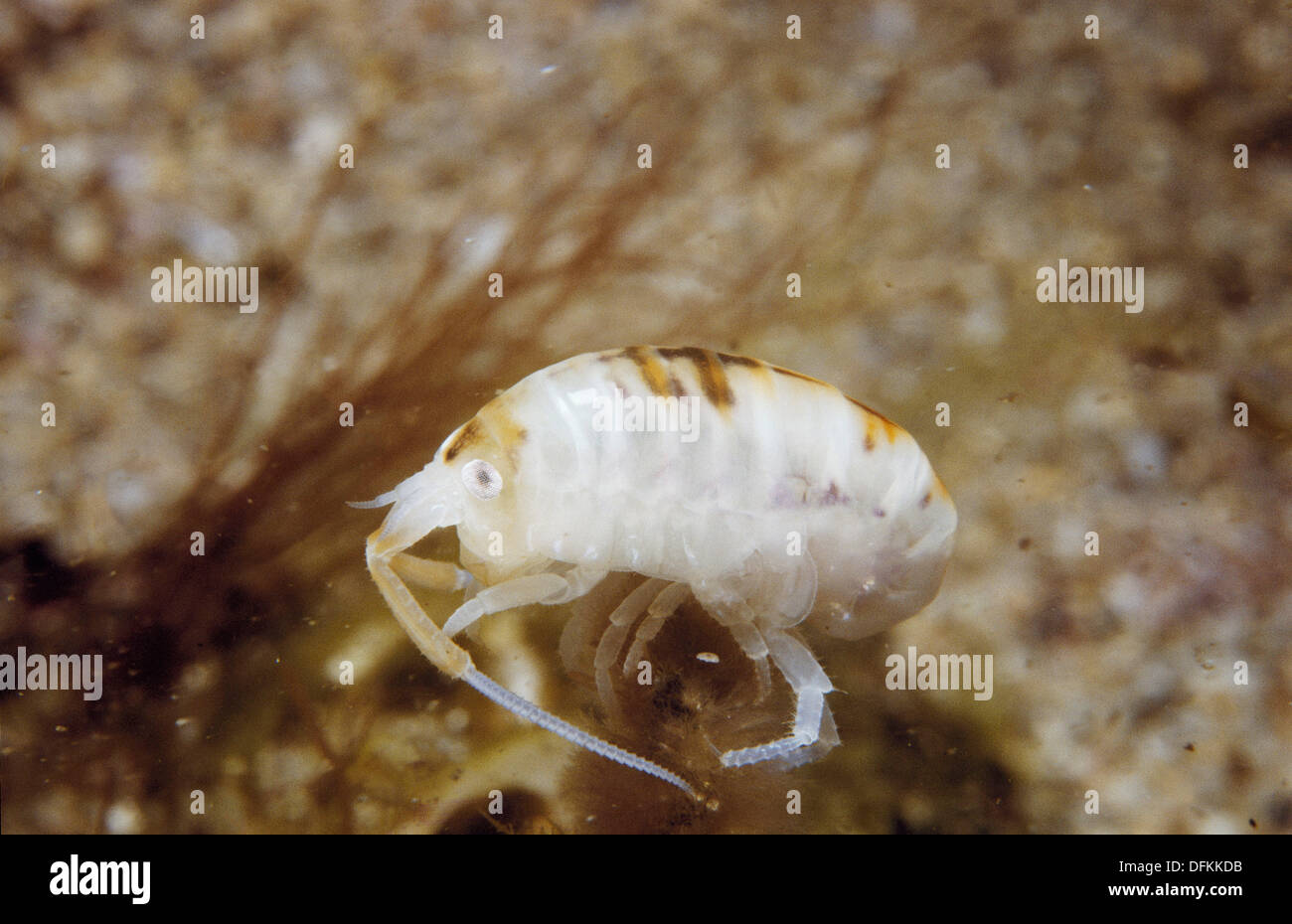 Aux puces de sable (Talitrus saltator). La Galice, Espagne Photo Stock ...