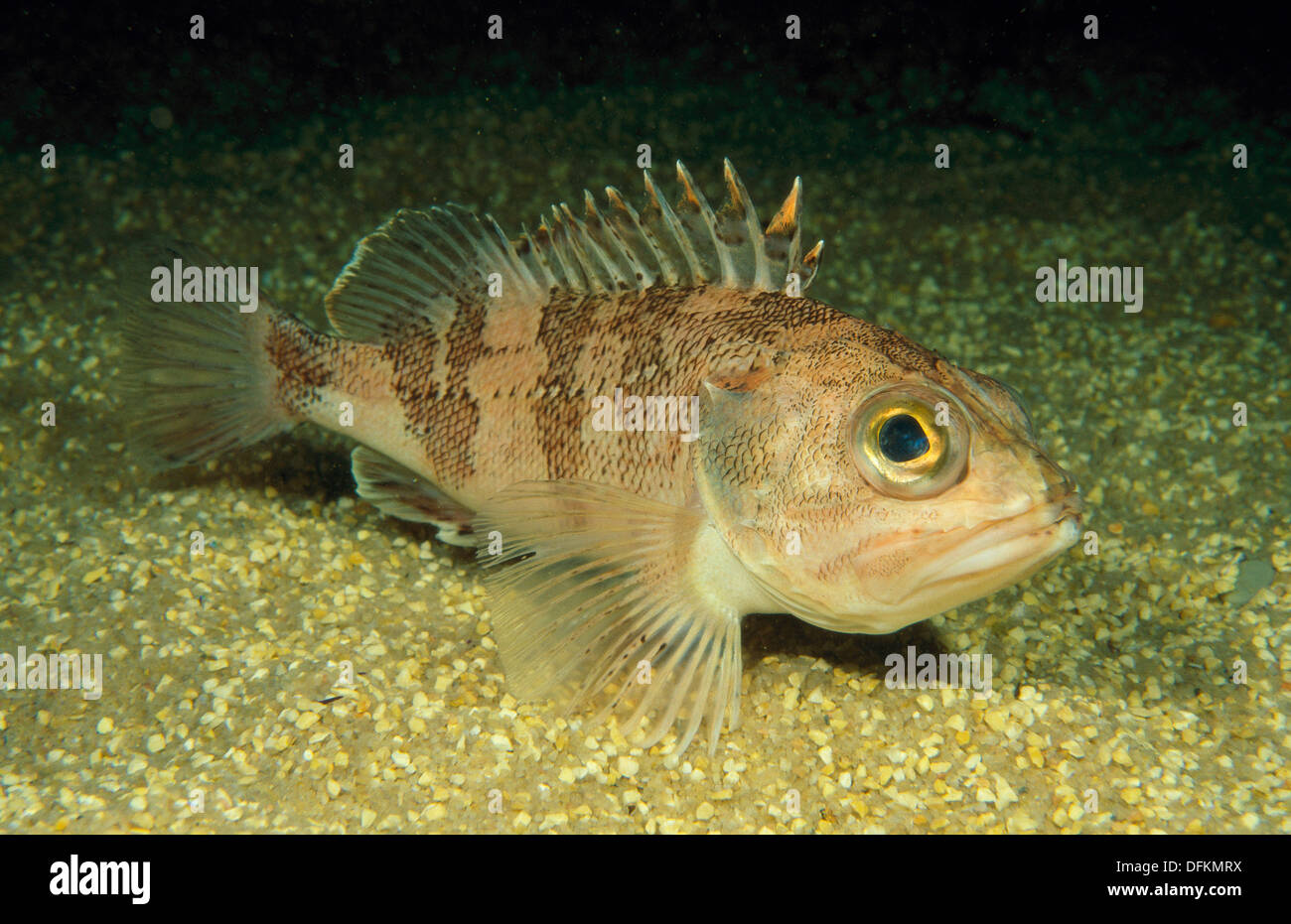 Helicolenus Dactylopterus Banque d'image et photos - Alamy