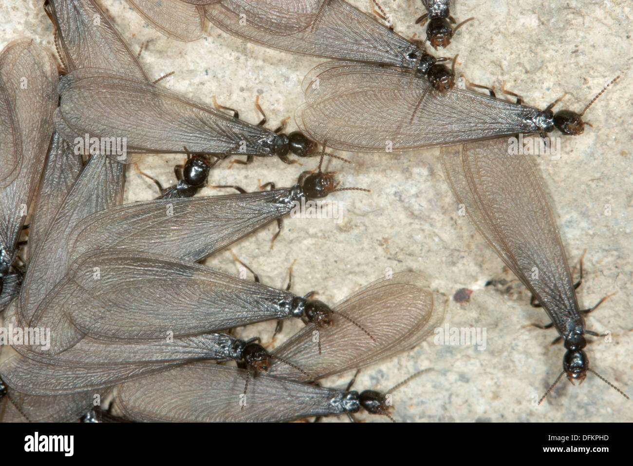 Termite reticulitermes lucifugus Banque de photographies et d’images à ...