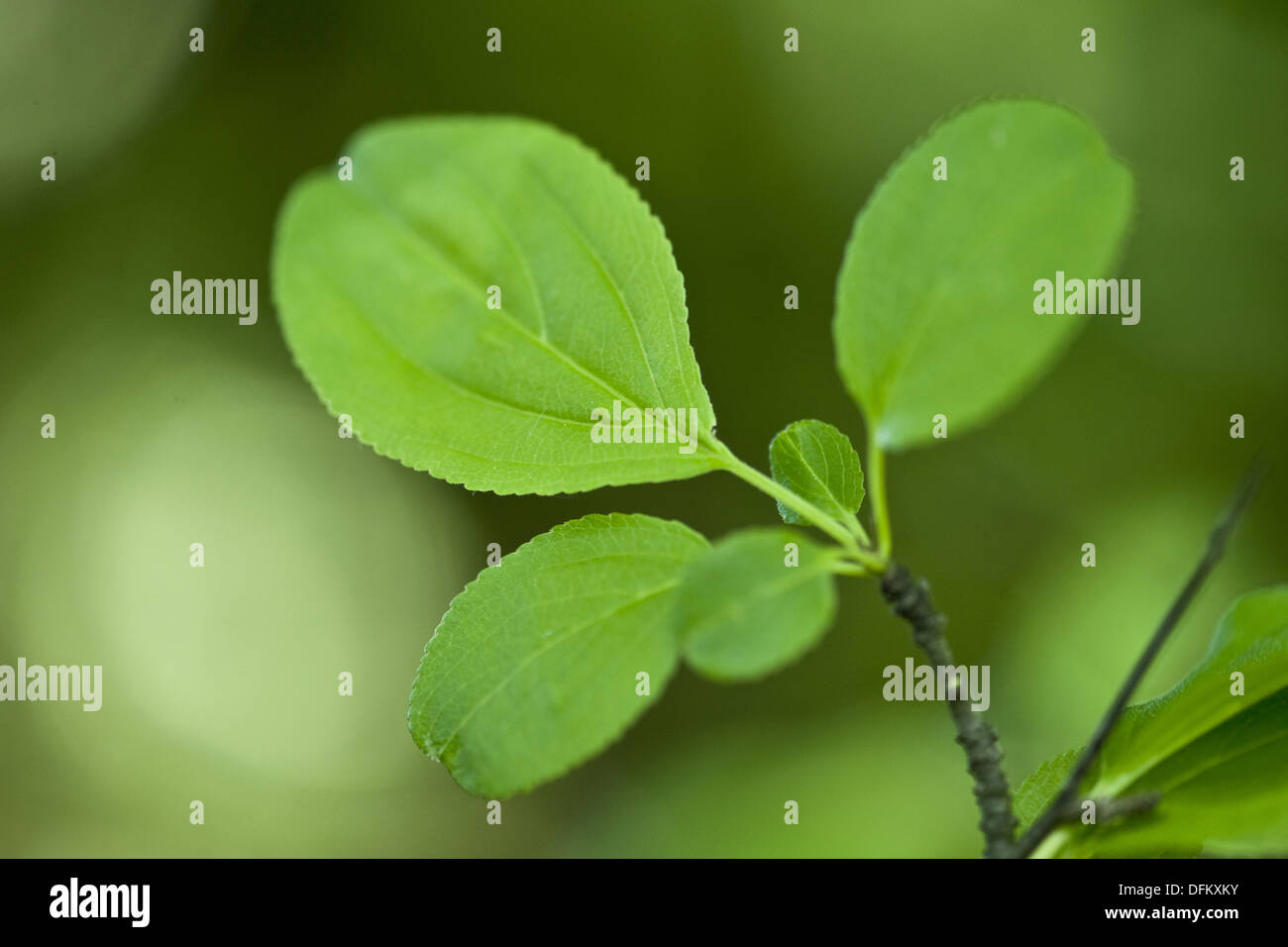 Rhamnus cathartica Banque de photographies et d’images à haute ...
