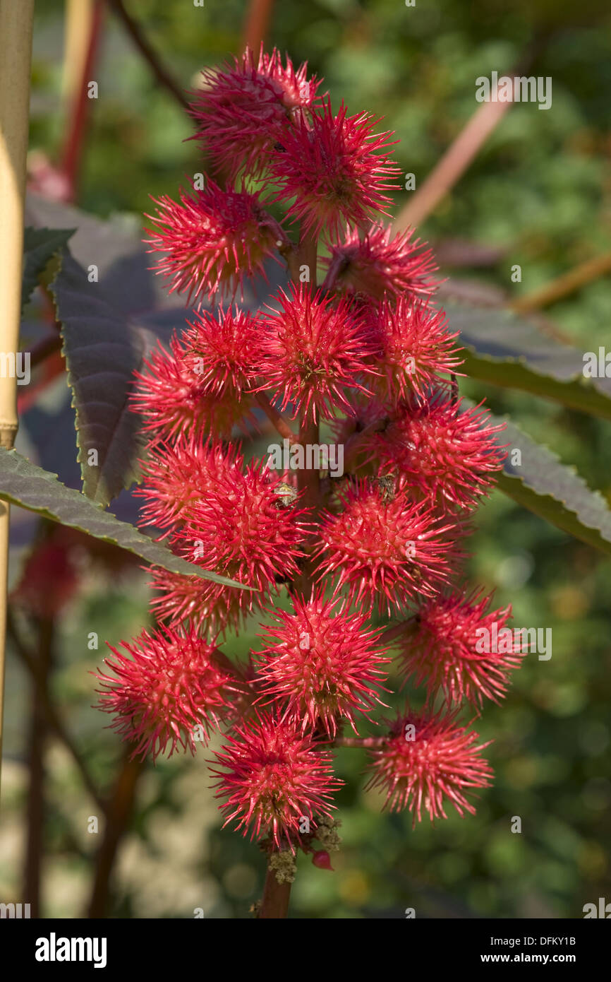 Rizinusbaum oder rizinus ricinus communis Banque de photographies et d ...