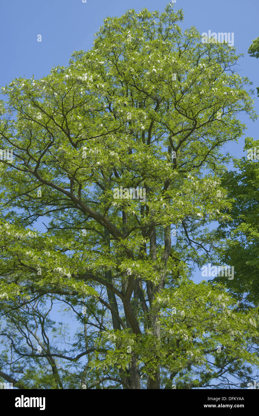 Robinia pseudoacacia black locust in Banque de photographies et d ...