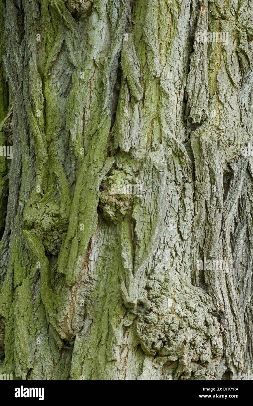 Robinia robinia pseudoacacia Banque de photographies et d’images à ...