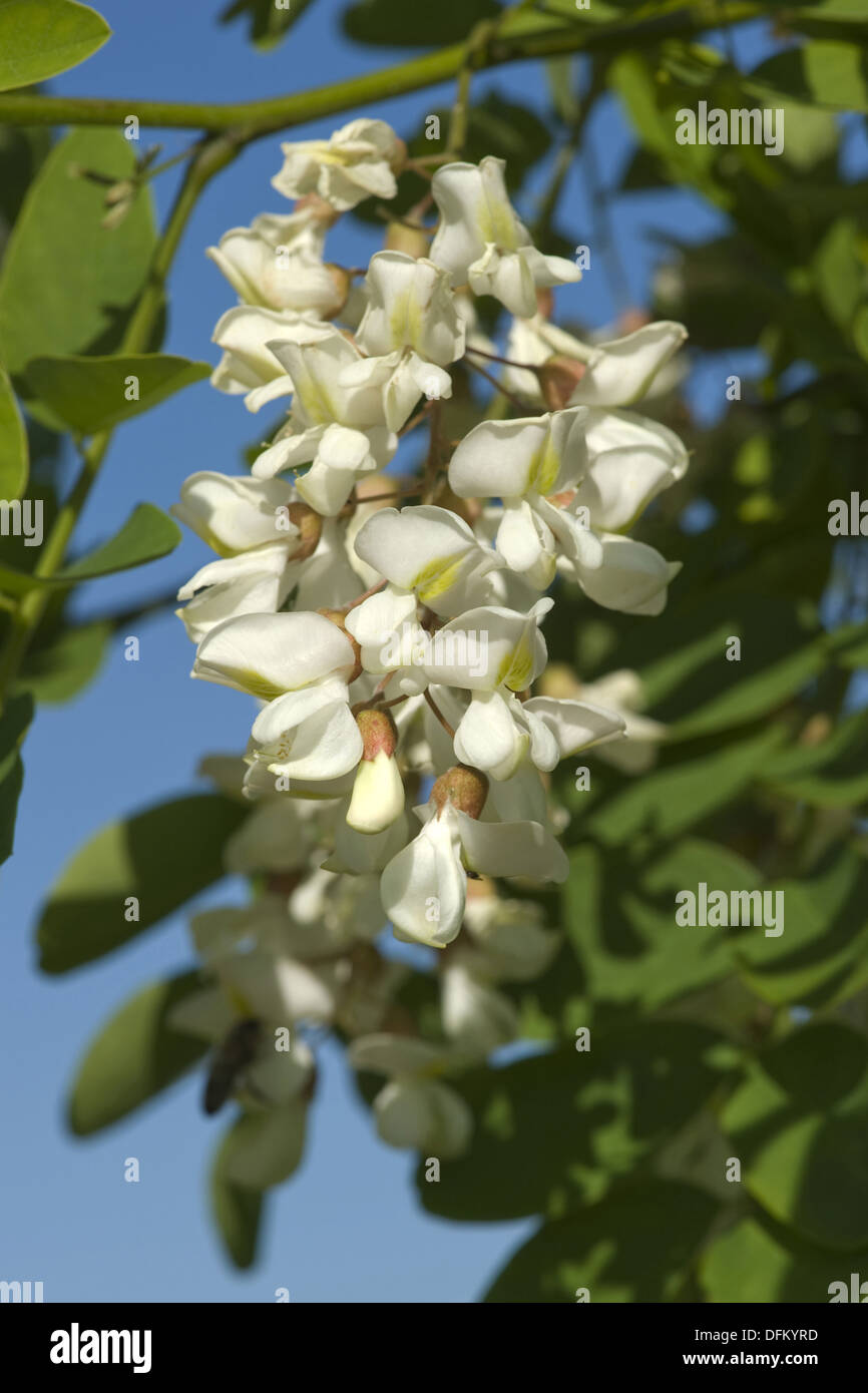 Robinia pseudoacacia Banque de photographies et d’images à haute ...