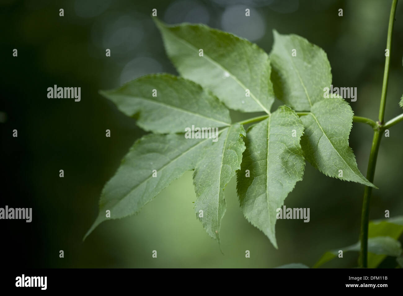 Sambucus racemosa feuille Banque de photographies et d’images à haute ...