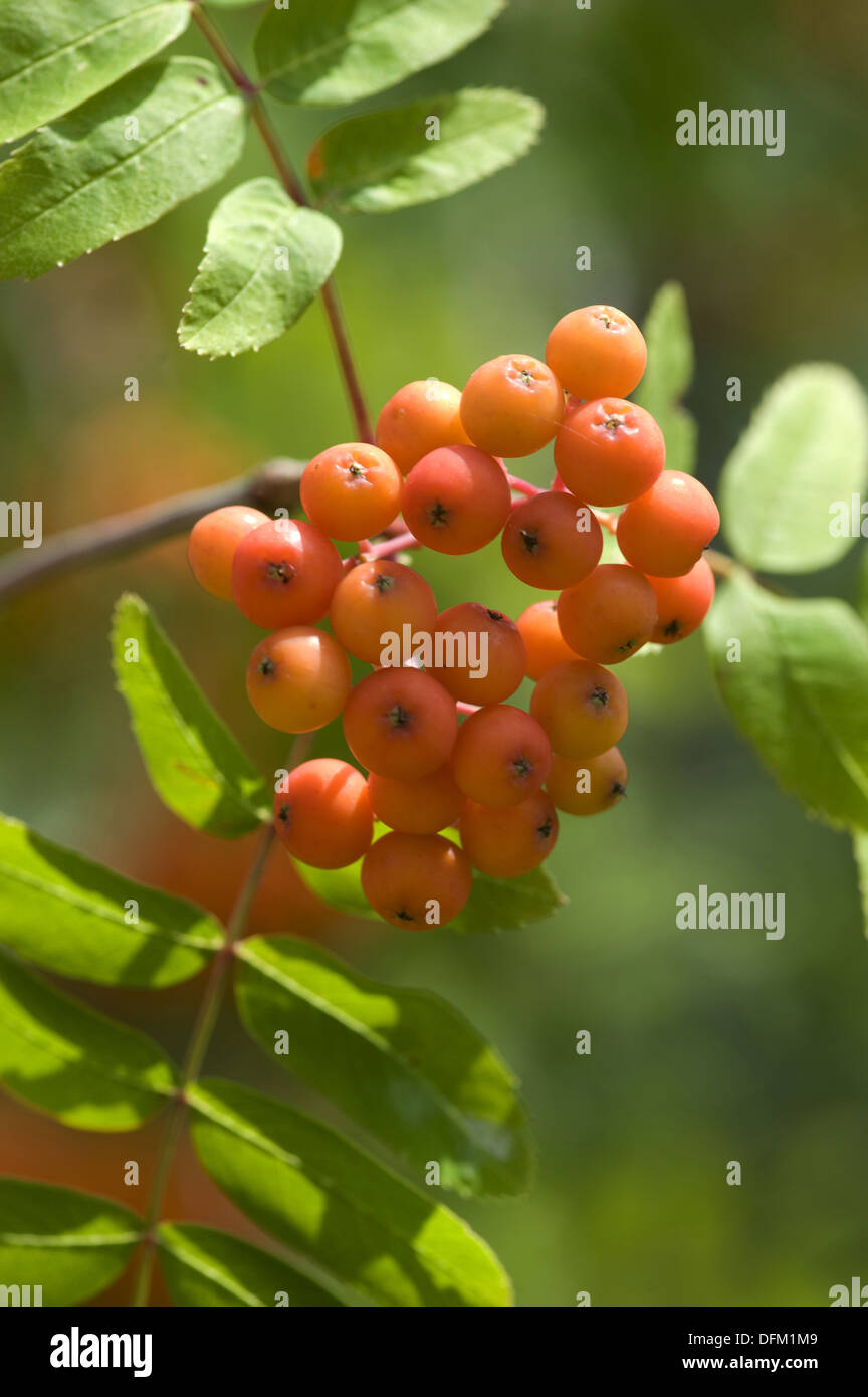 Rowan sorbus aucuparia rosaceae Banque de photographies et d’images à ...