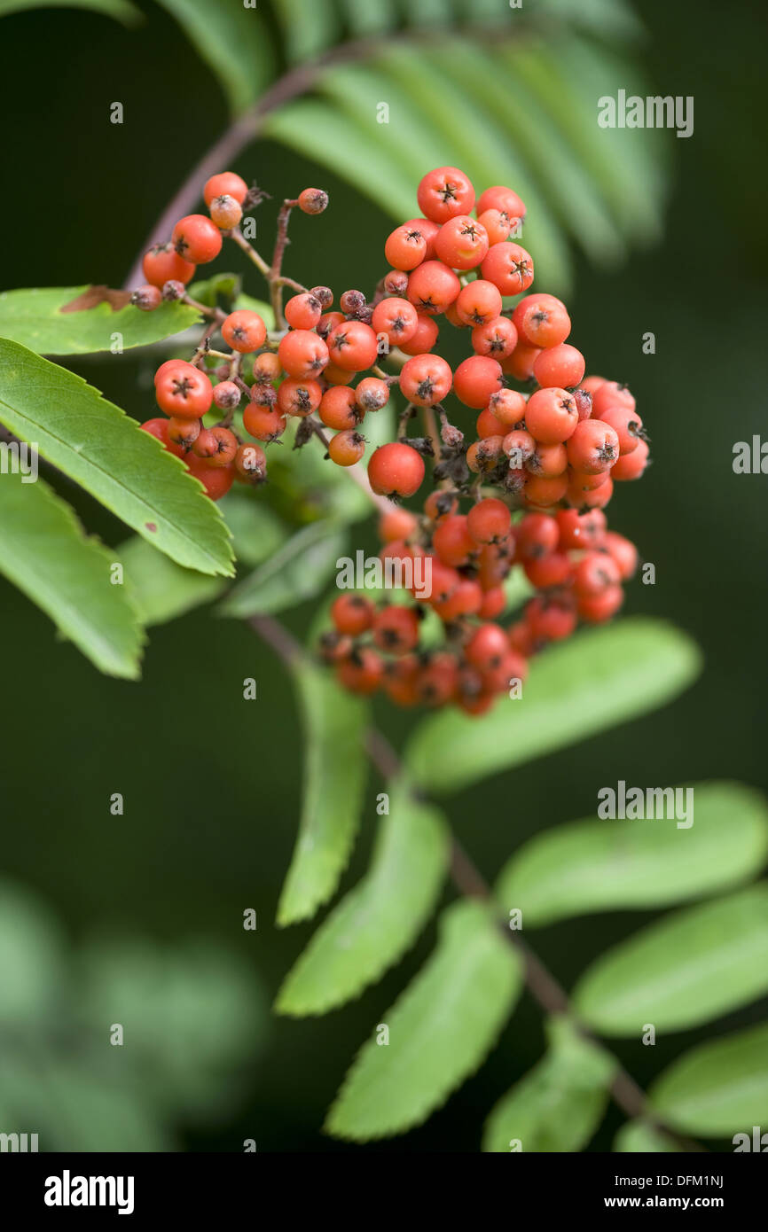 Rowan sorbus aucuparia rosaceae Banque de photographies et d’images à ...