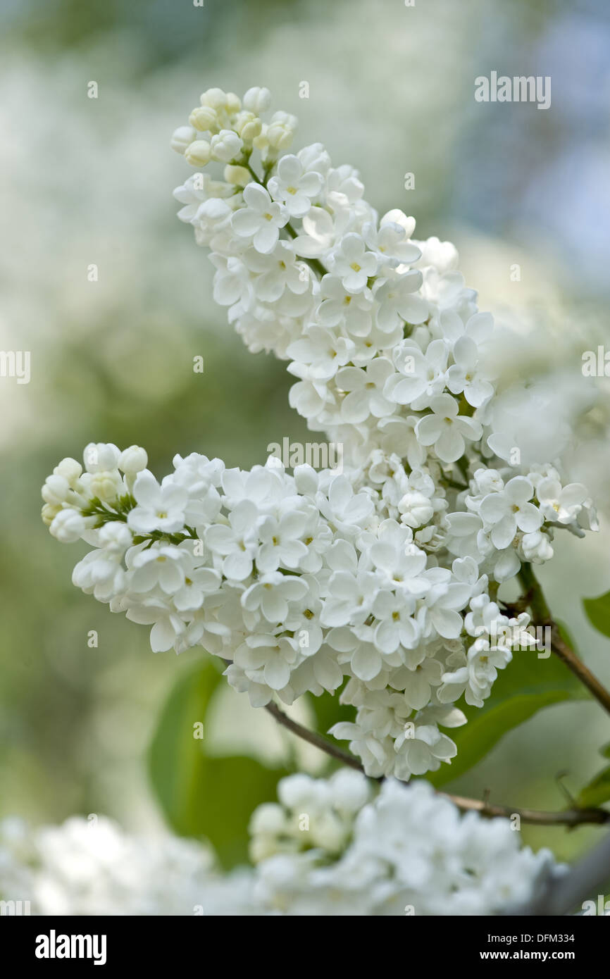 Syringa vulgaris Banque de photographies et d’images à haute résolution ...