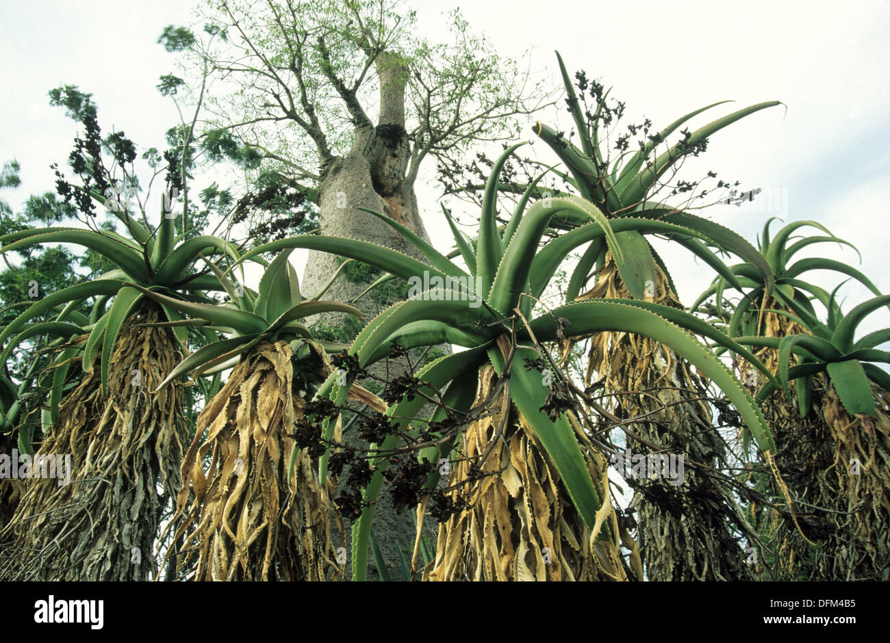 Aloe plant madagascar Banque de photographies et d’images à haute ...