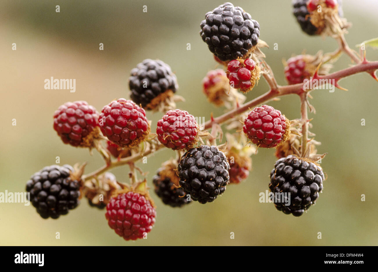 Bramble rubus sp Banque de photographies et d’images à haute résolution ...