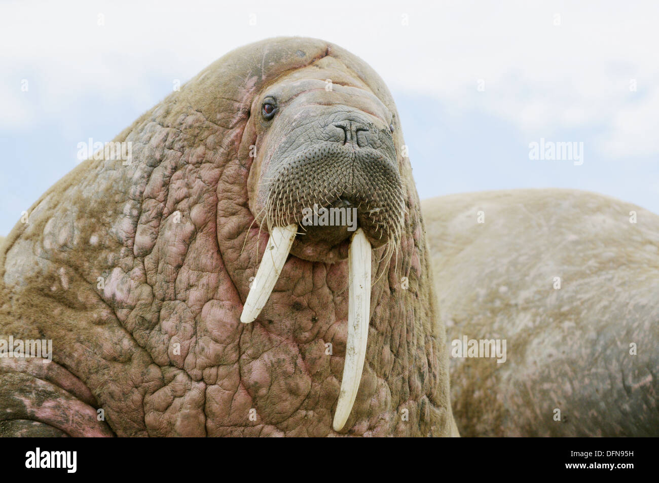 Anatomie du morse Banque de photographies et d’images à haute ...
