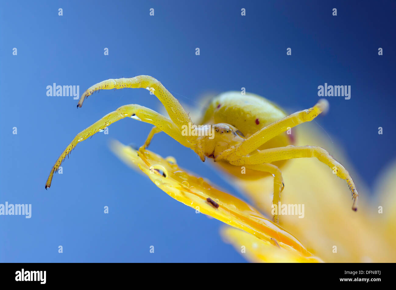 Cette araignée crabe jaune se trouve sur l'œillet et attend la visite d ...