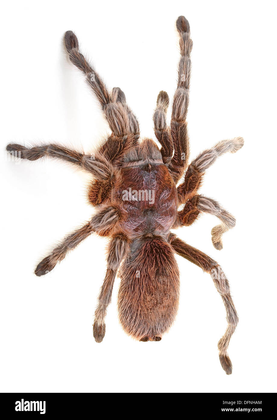 Cheveux roses chiliens Banque de photographies et d’images à haute ...