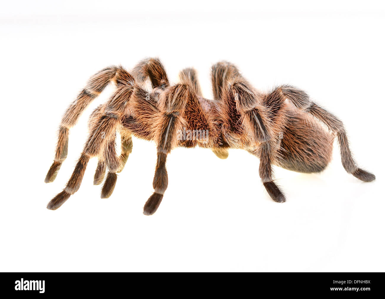 Cheveux roses chiliens Banque de photographies et d’images à haute ...