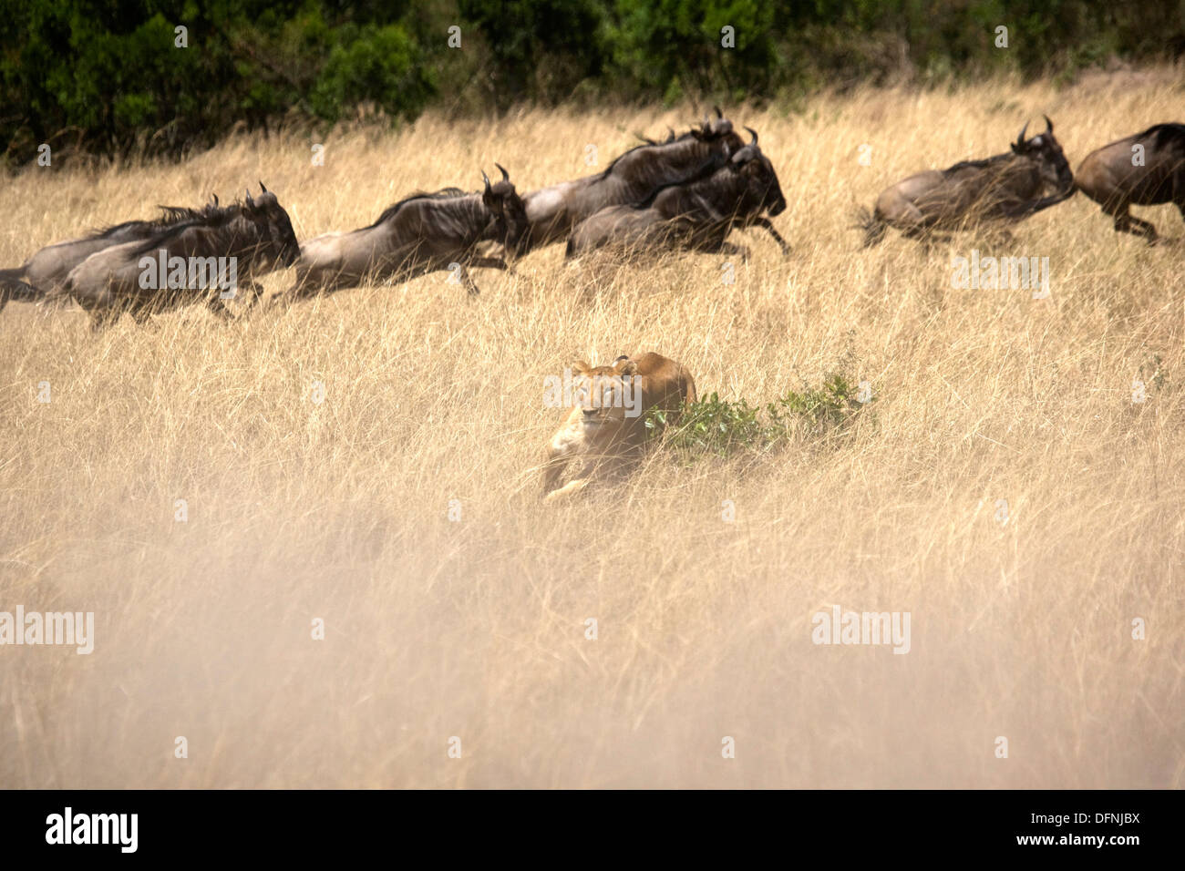 Lionne chasse gnou Banque de photographies et d’images à haute résolution - Alamy