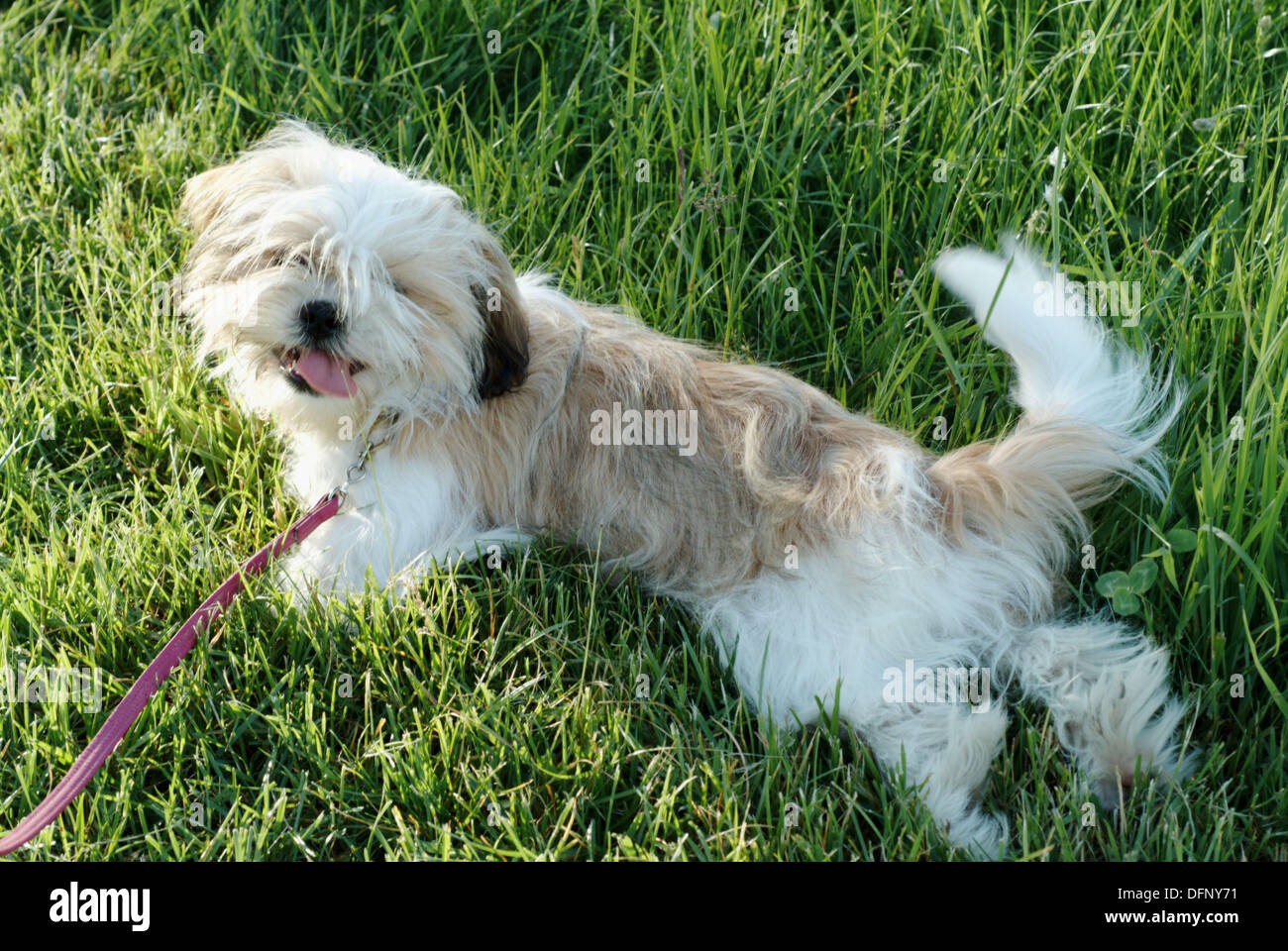 Tibetan temple dog Banque de photographies et d’images à haute ...