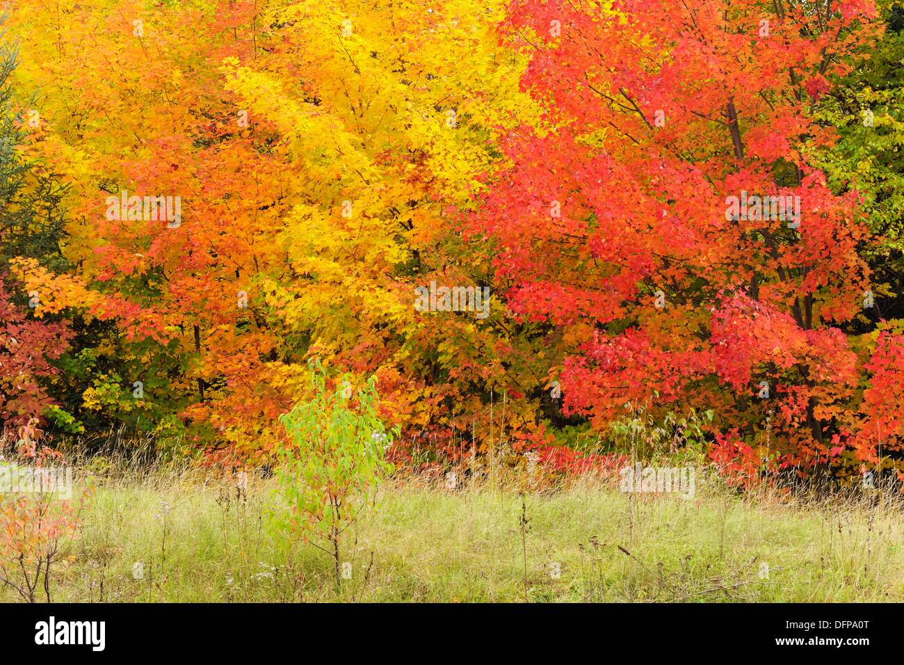 Deciduous forrest Banque de photographies et d’images à haute ...