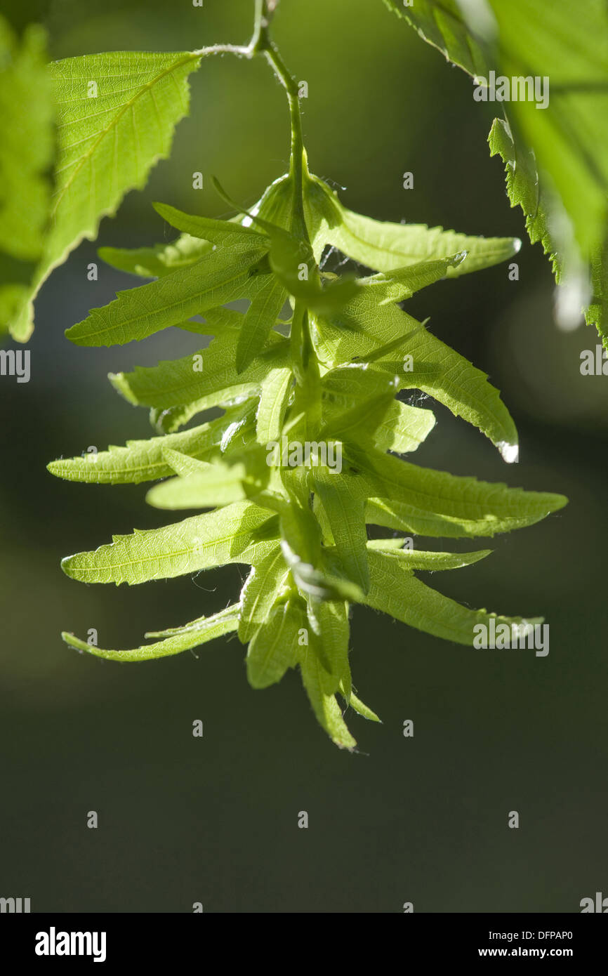 Charme commun carpinus betulus Banque de photographies et d’images à ...