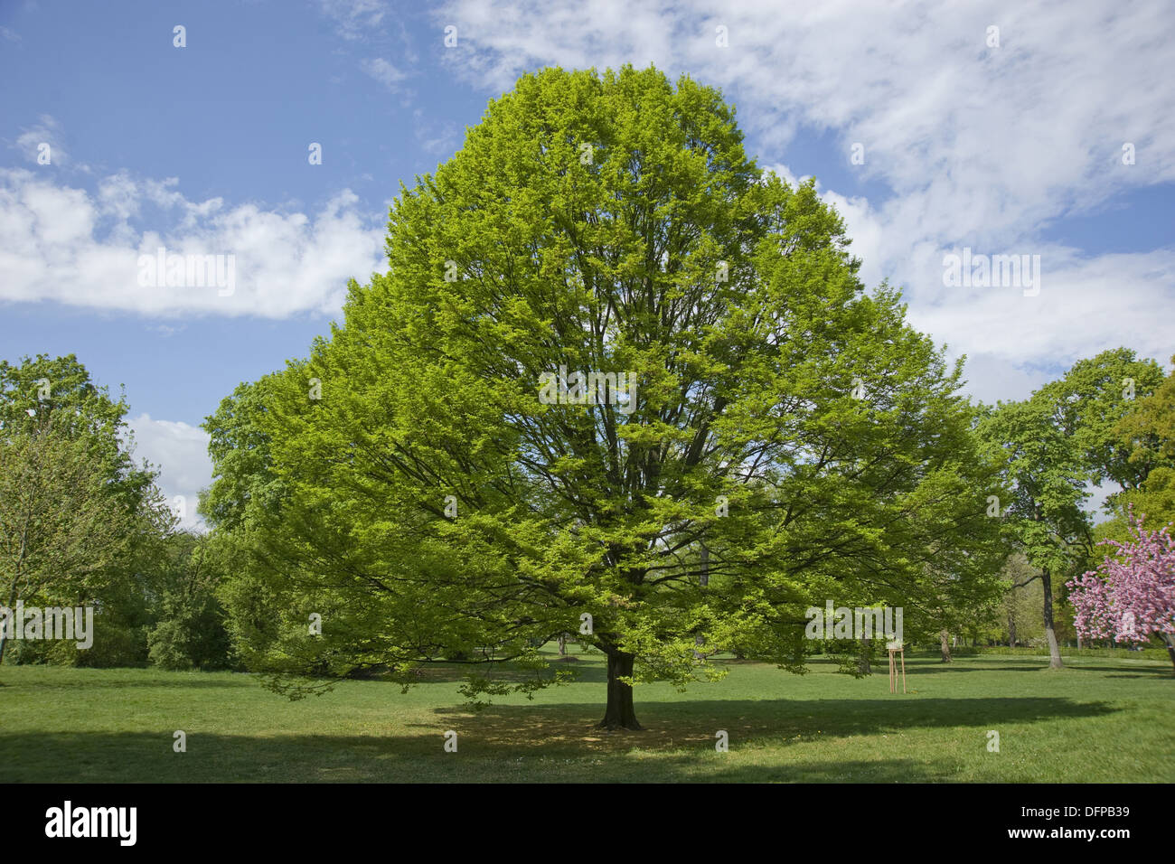 Carpinus betulus tree Banque de photographies et d’images à haute ...