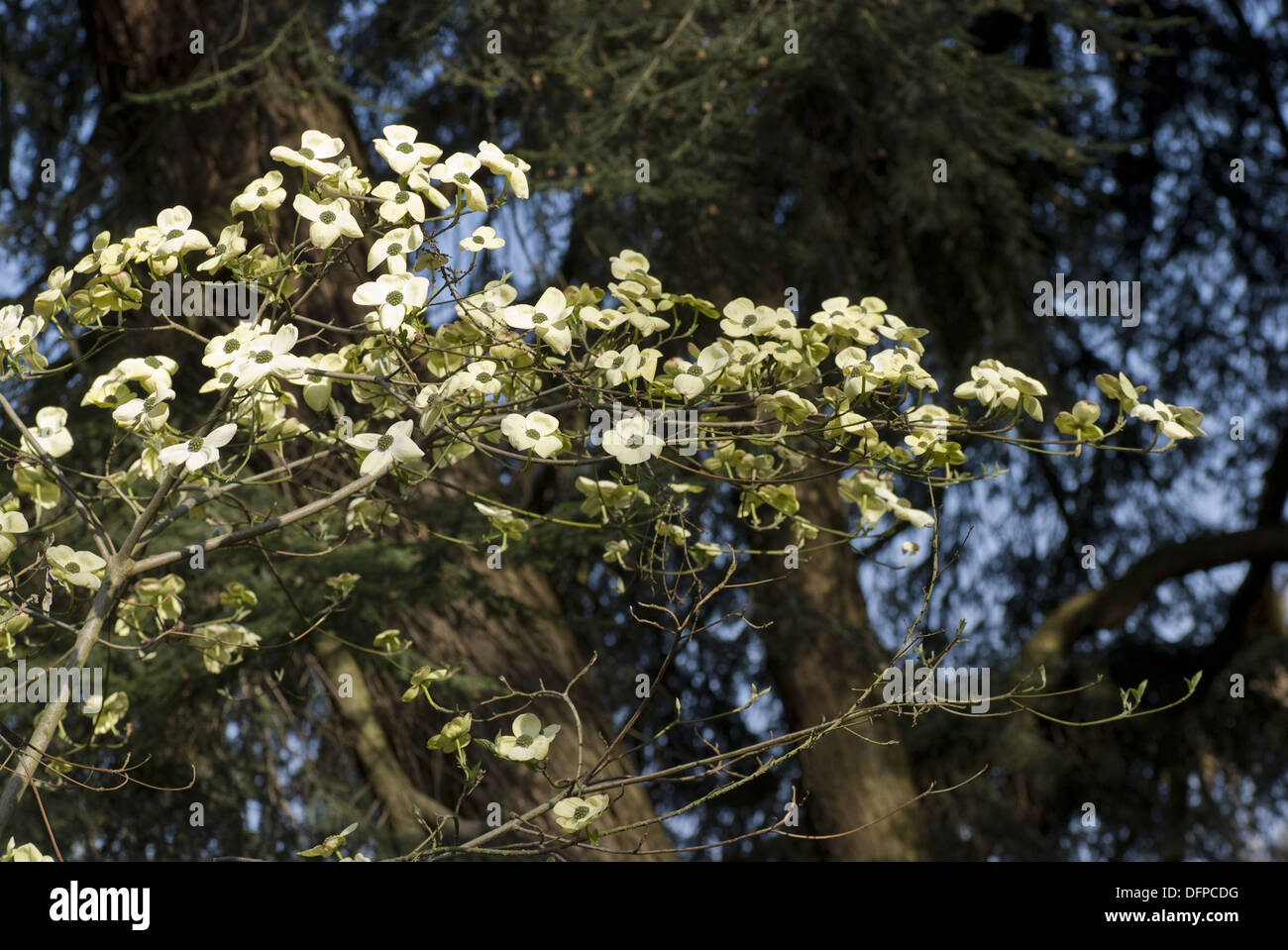 Floraison de cornouiller du pacifique Banque de photographies et d ...
