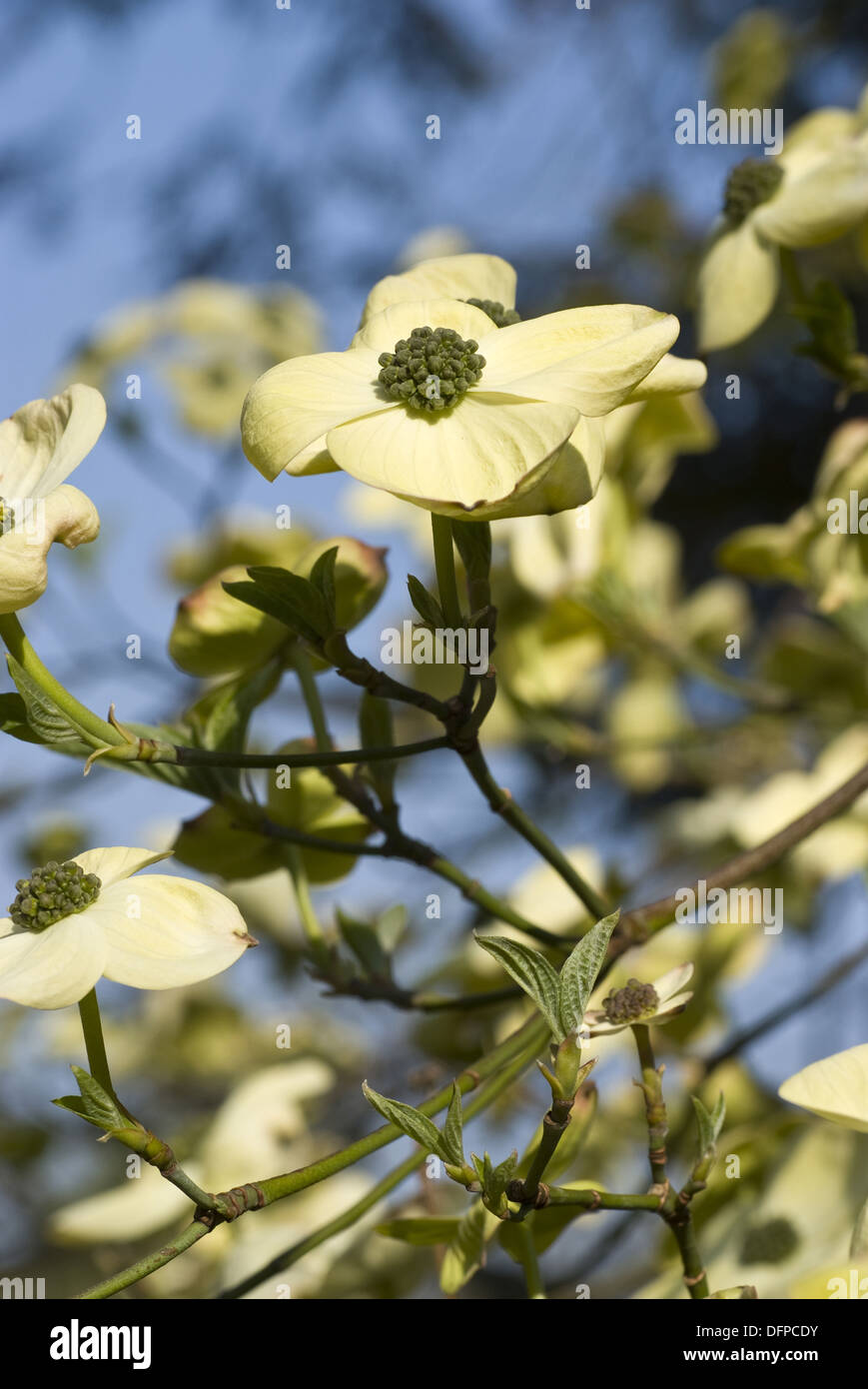 Floraison de cornouiller du pacifique Banque de photographies et d ...