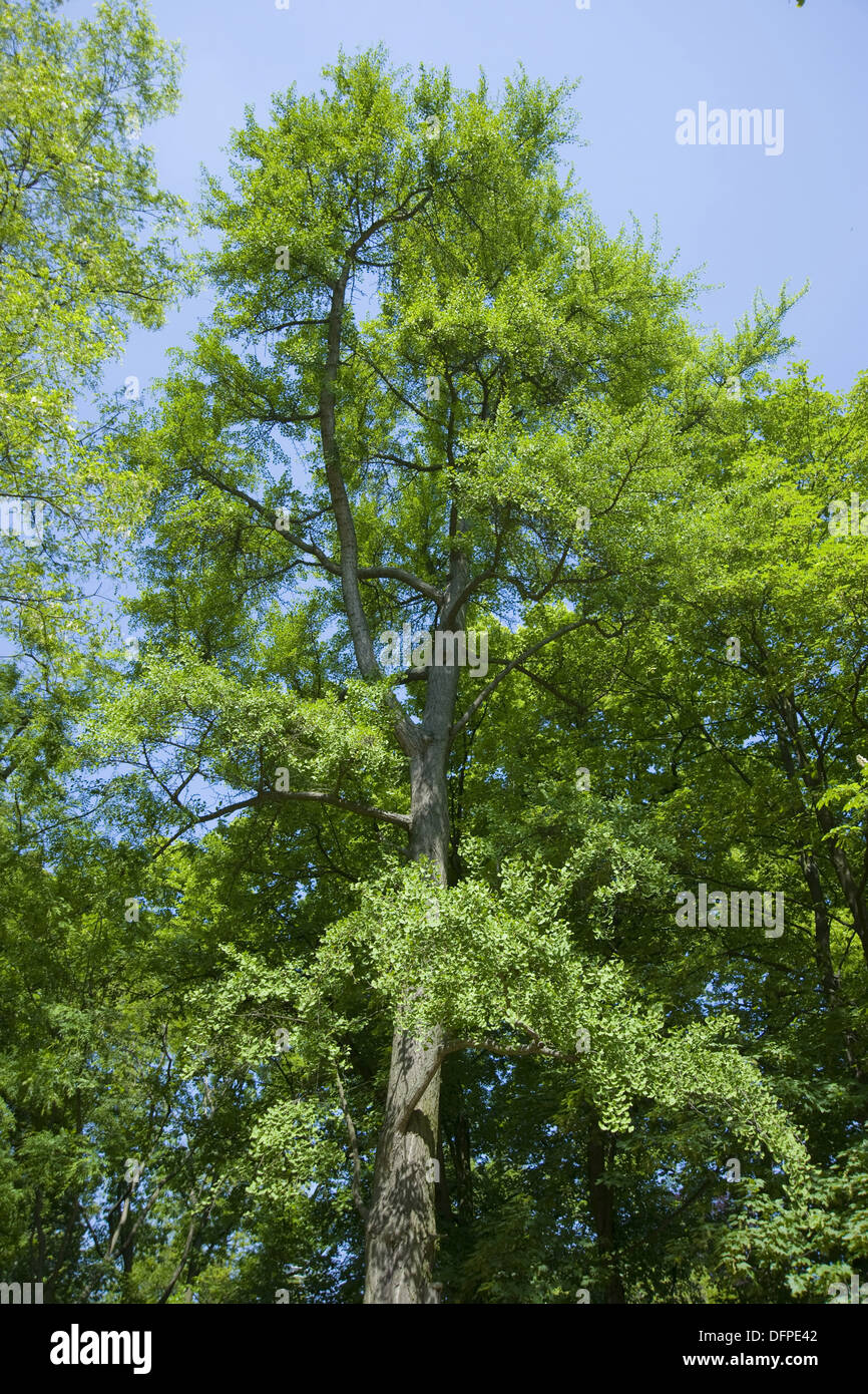 Arbre ginkgo biloba Banque de photographies et d’images à haute ...