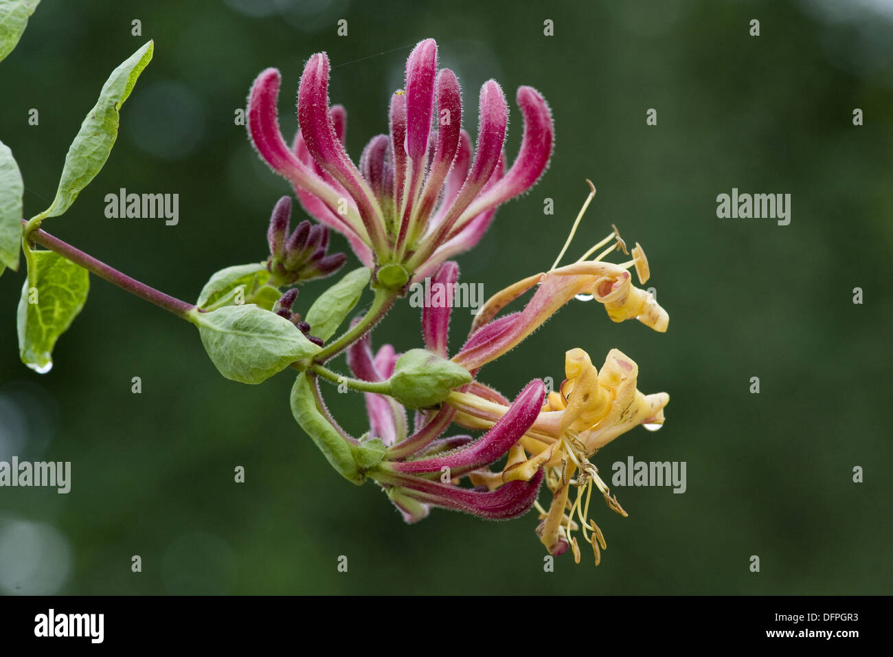 Chèvrefeuille Banque de photographies et d’images à haute résolution ...