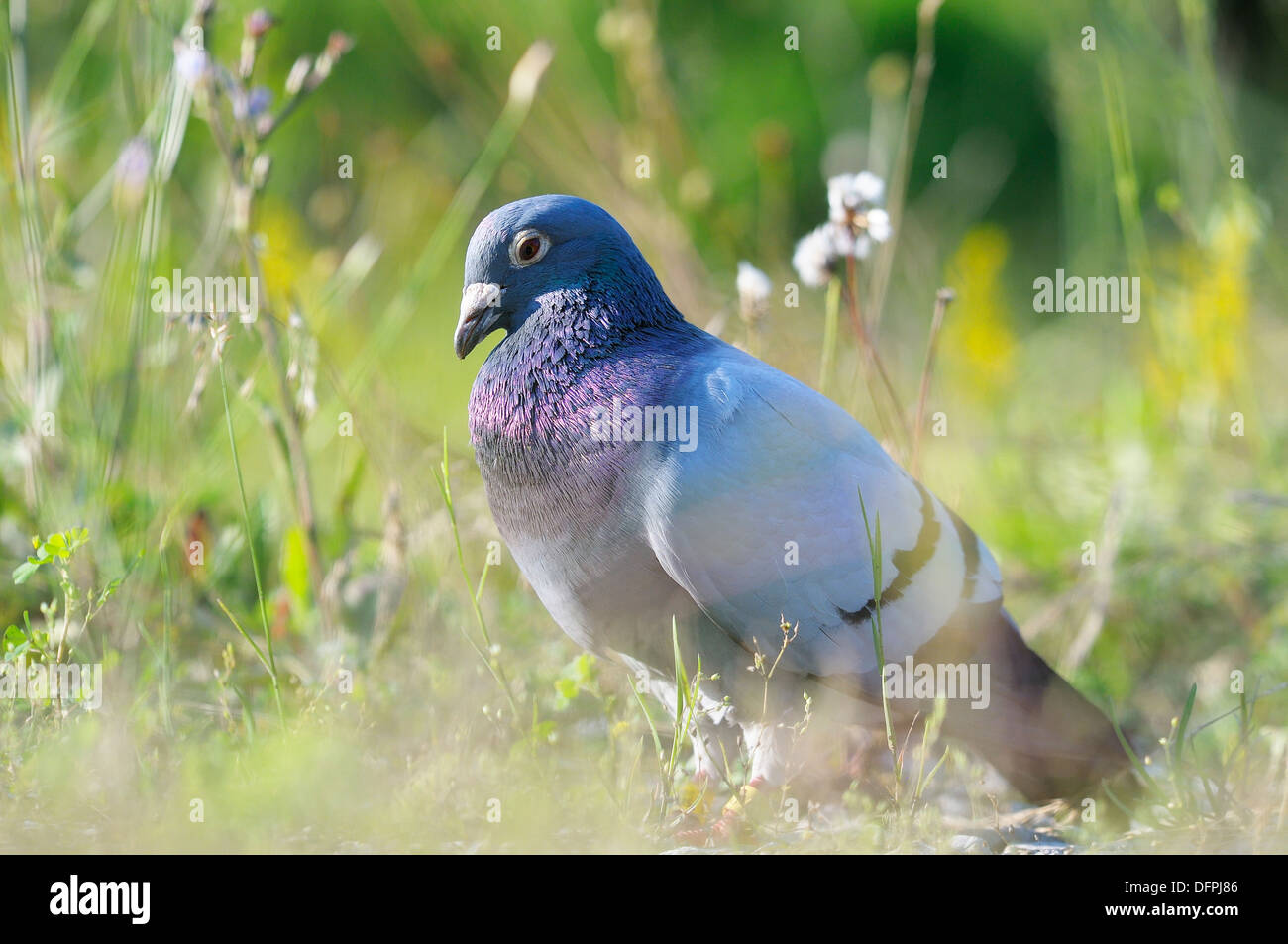 Colombe triste dans l'herbe Banque de photographies et d’images à haute ...