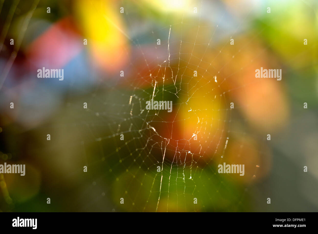 Spider nets Banque de photographies et d’images à haute résolution - Alamy