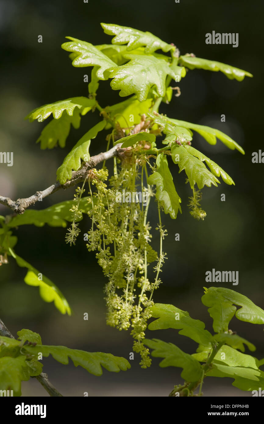 Quercus robur male flowers Banque de photographies et d’images à haute ...