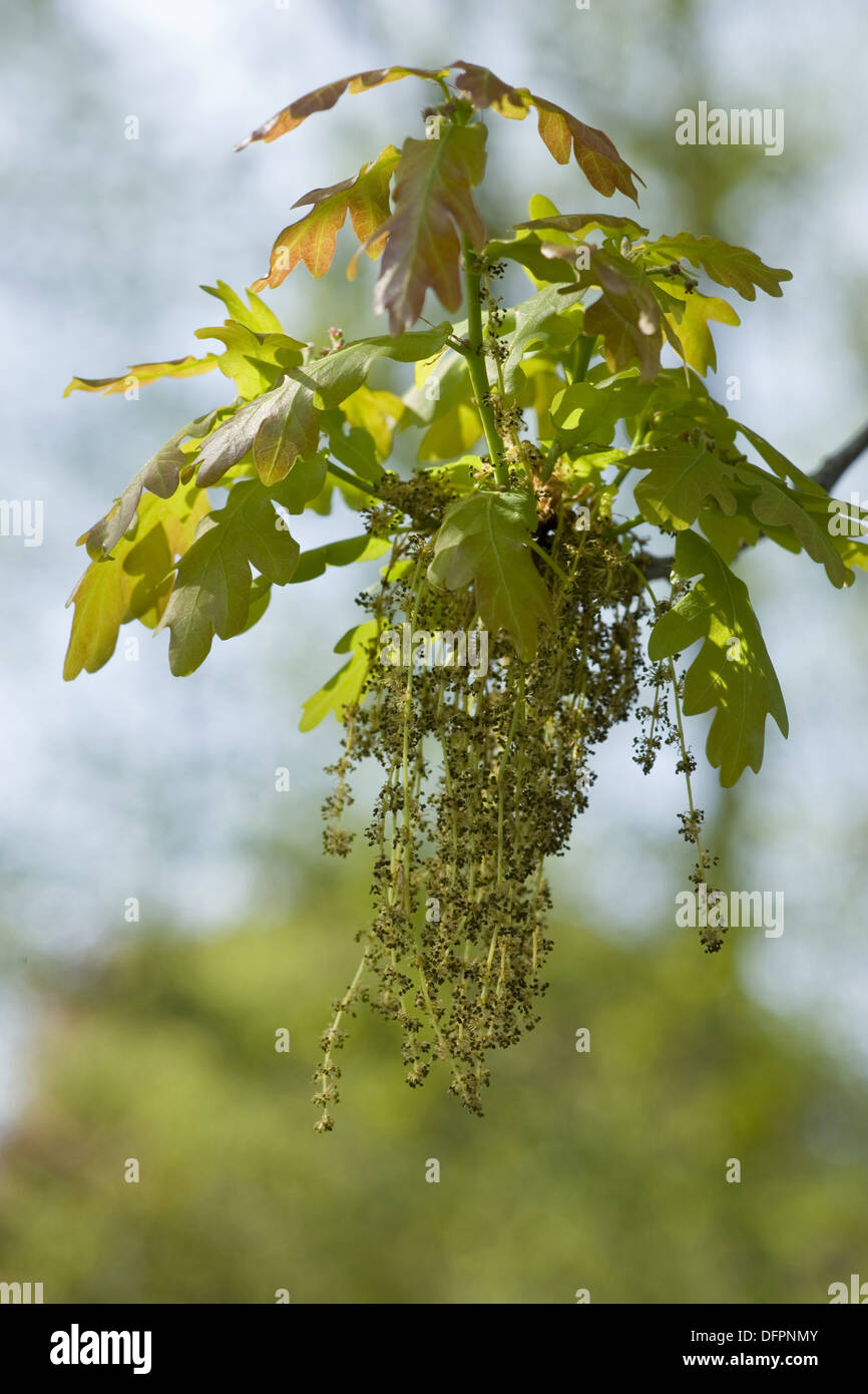 Quercus robur male flowers Banque de photographies et d’images à haute ...