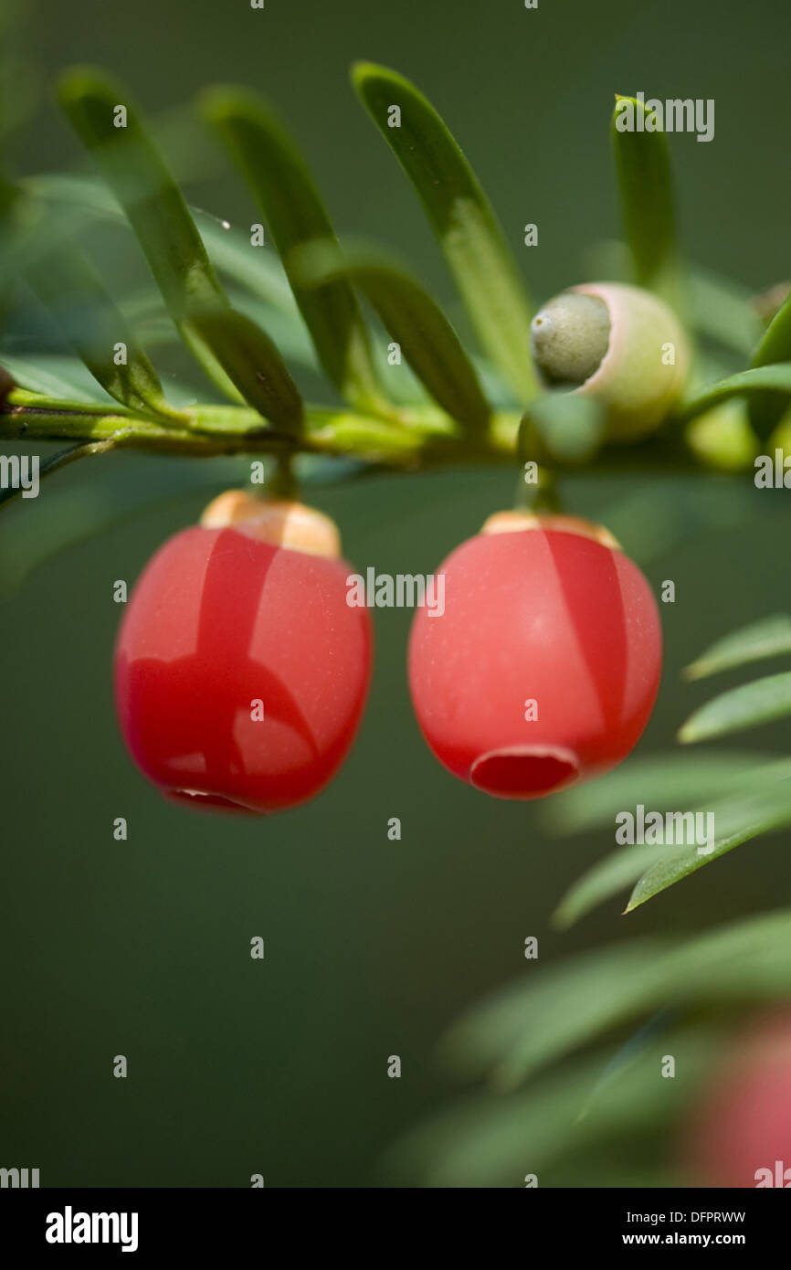 Taxus baccata Banque de photographies et d’images à haute résolution ...