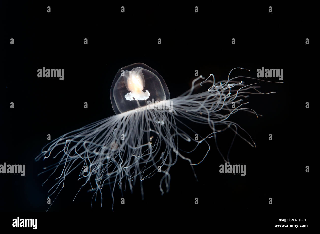 Turritopsis nutricula Banque de photographies et d’images à haute ...