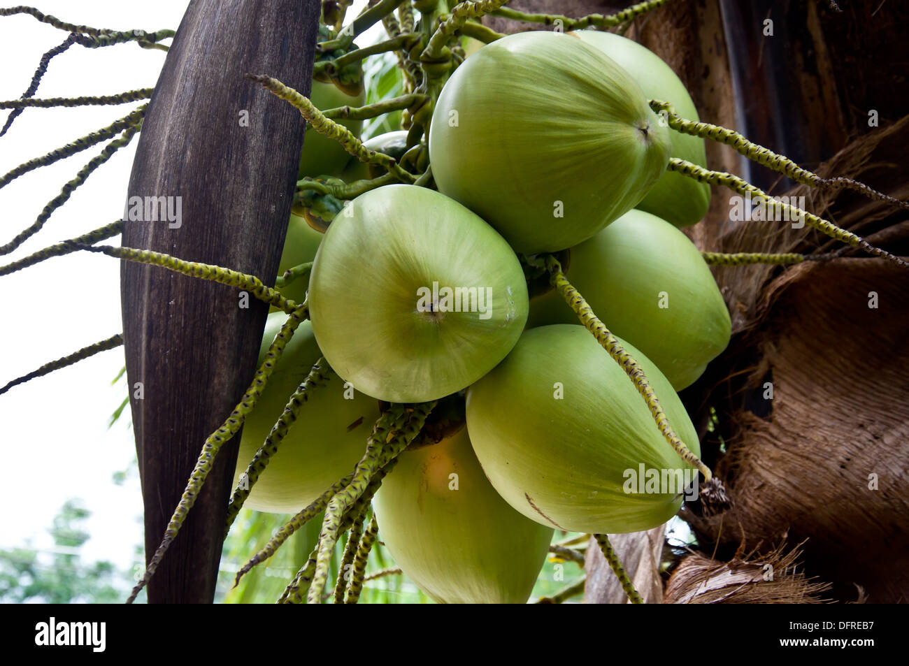Coco fruits Banque de photographies et d’images à haute résolution - Alamy