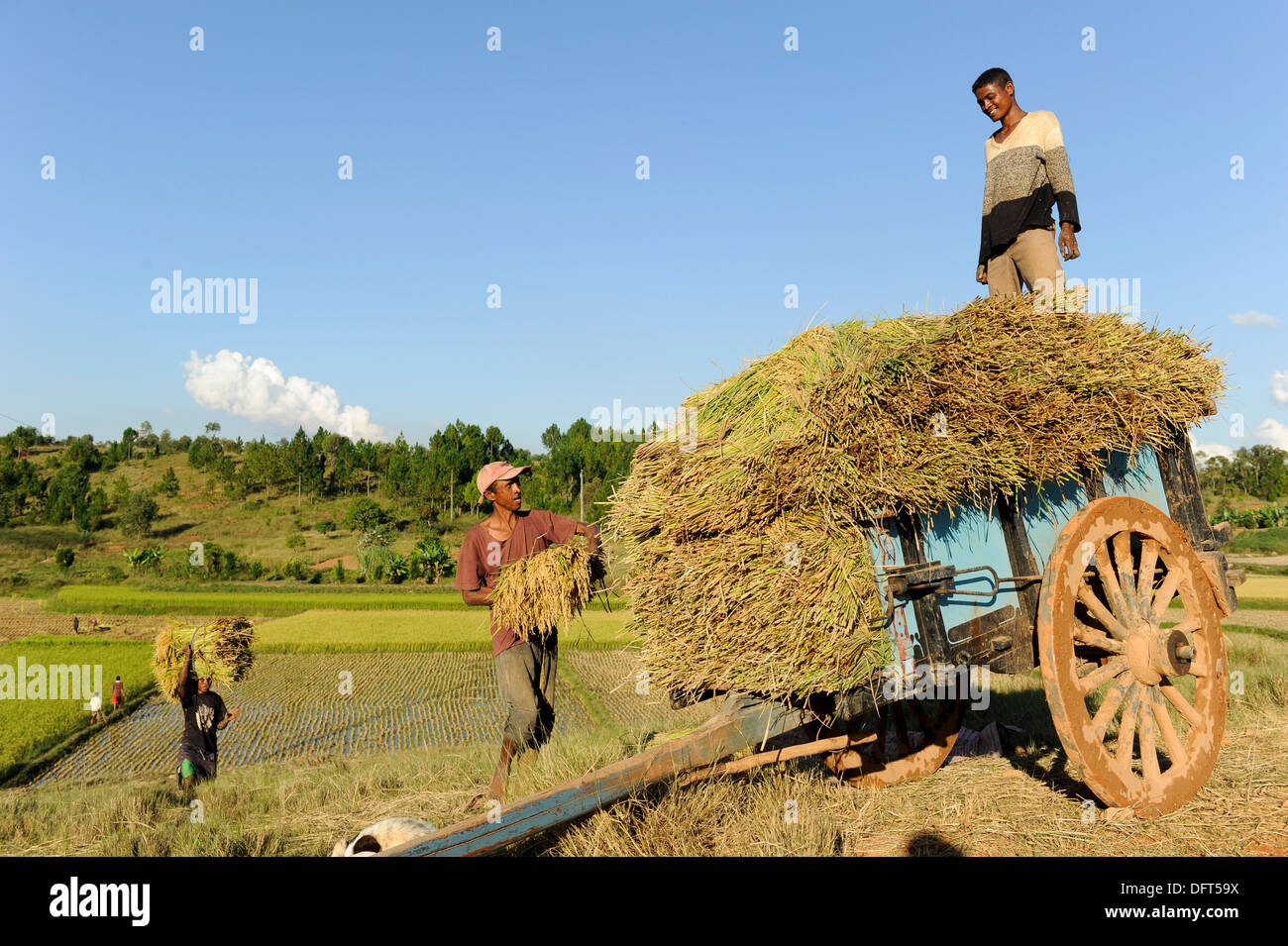 Water wheel rice field rice Banque de photographies et d’images à haute ...