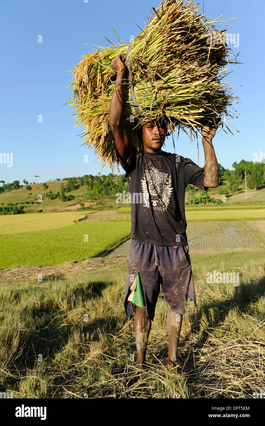 System of rice intensification Banque de photographies et d’images à haute résolution - Alamy