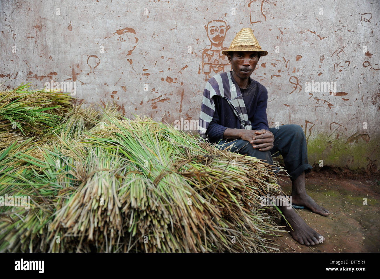 MADAGASCAR Morarano , SRI Système de Riziculture Intensive développée par le père jésuite Henri ...
