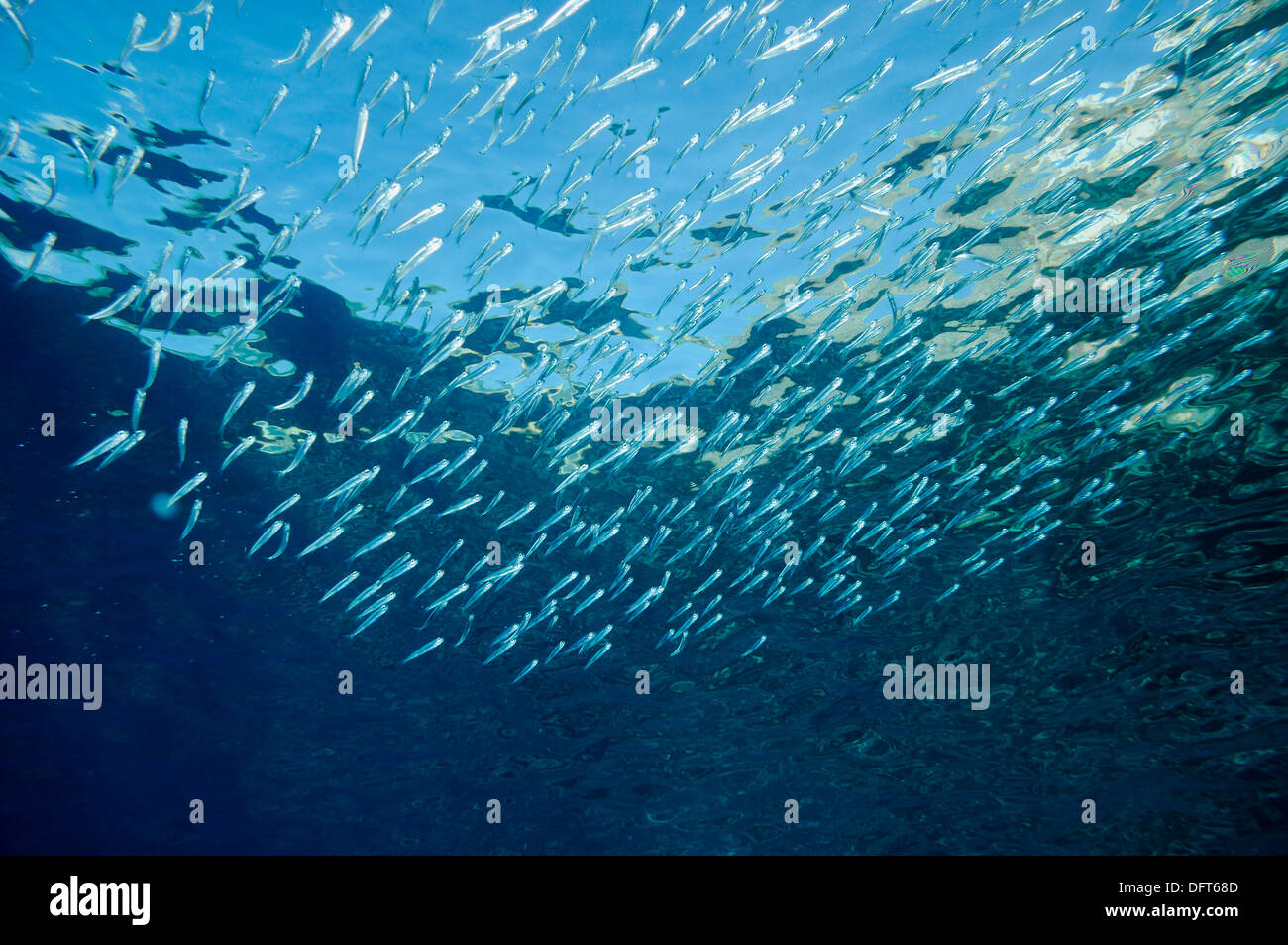 Poisson boga Banque de photographies et d’images à haute résolution - Alamy