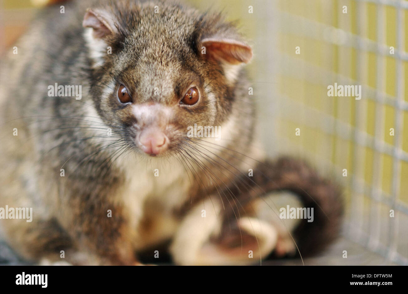 Ring tailed possum Banque de photographies et d’images à haute ...