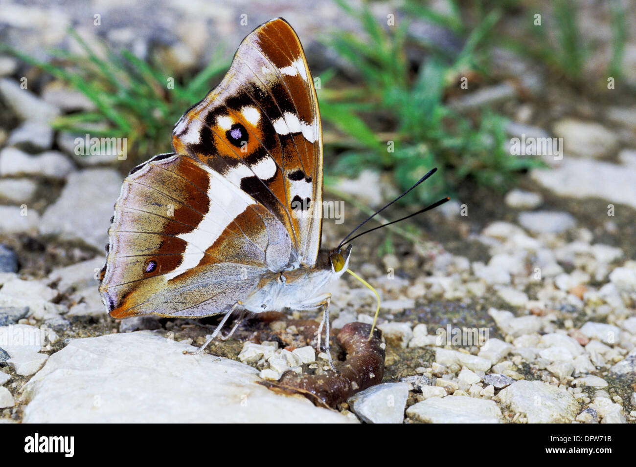 Habitat papillon empereur violet Banque de photographies et d’images à ...