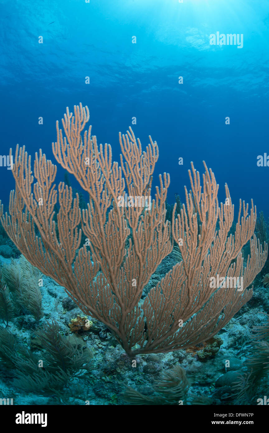 Grand et sain de coraux mous Mesoamerican barrier reef dans les eaux ...