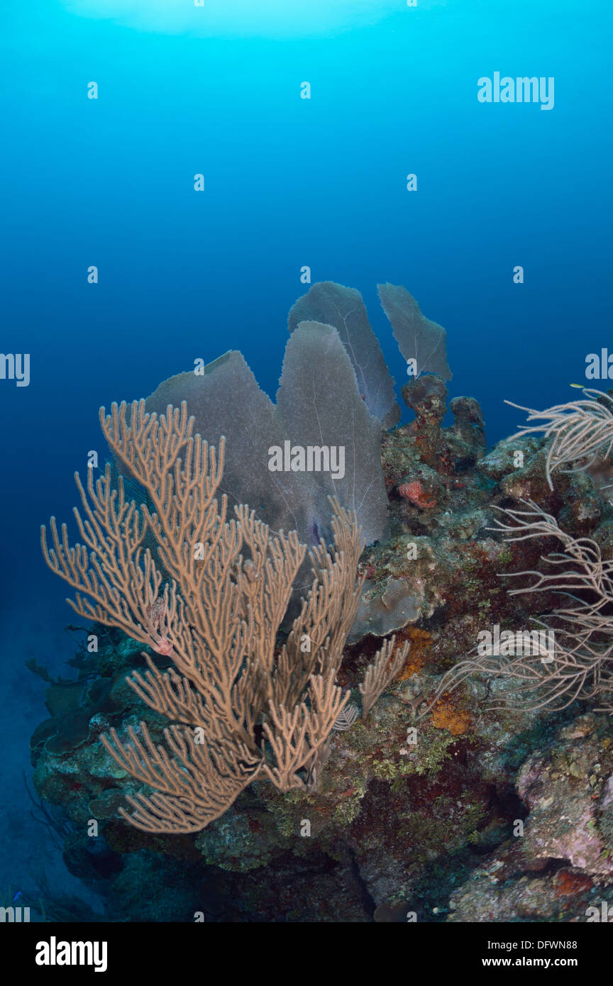 Grand et sain de coraux mous Mesoamerican barrier reef dans les eaux ...