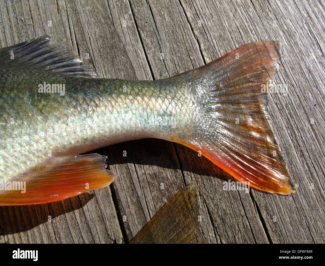 Poisson basse Banque de photographies et d’images à haute résolution ...
