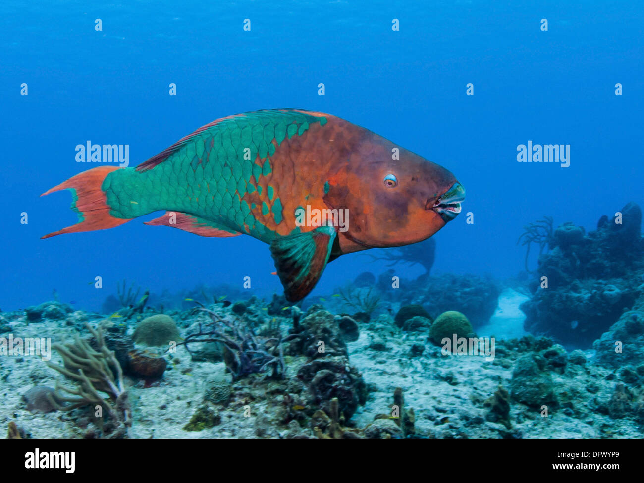 Poissons perroquets scaridae Banque de photographies et d’images à ...