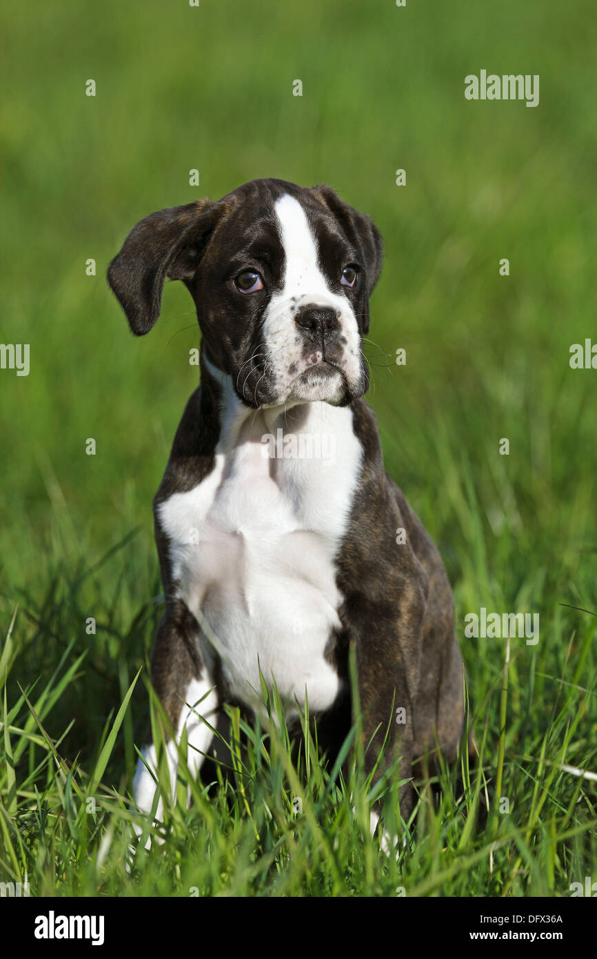 Boxer pup Banque de photographies et d’images à haute résolution - Alamy