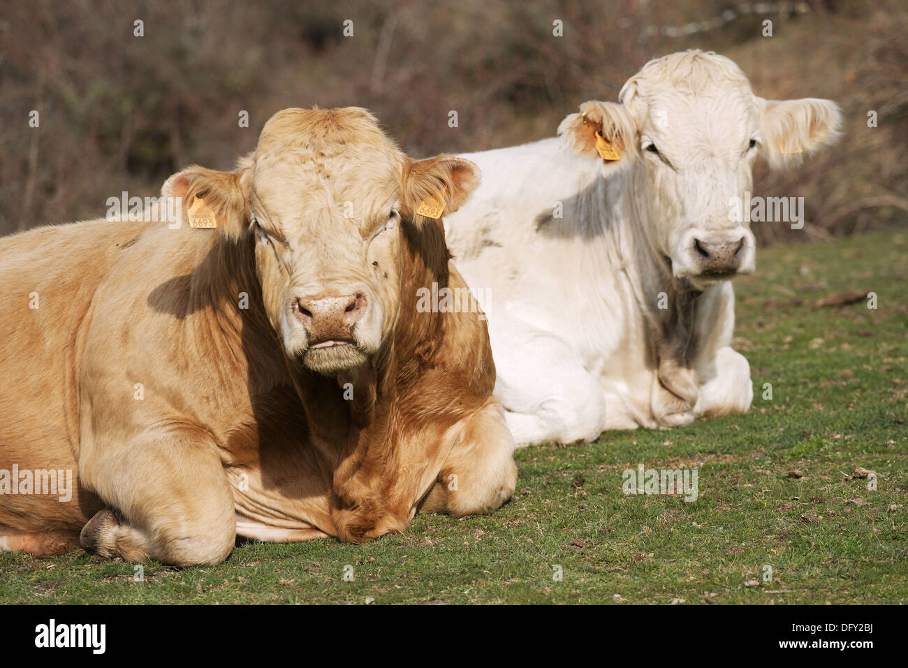 Vaches ruminantes Banque de photographies et d’images à haute ...