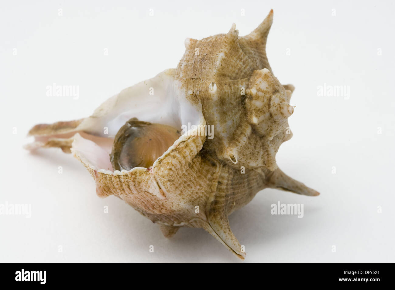 Murex Sp Banque d'image et photos - Alamy