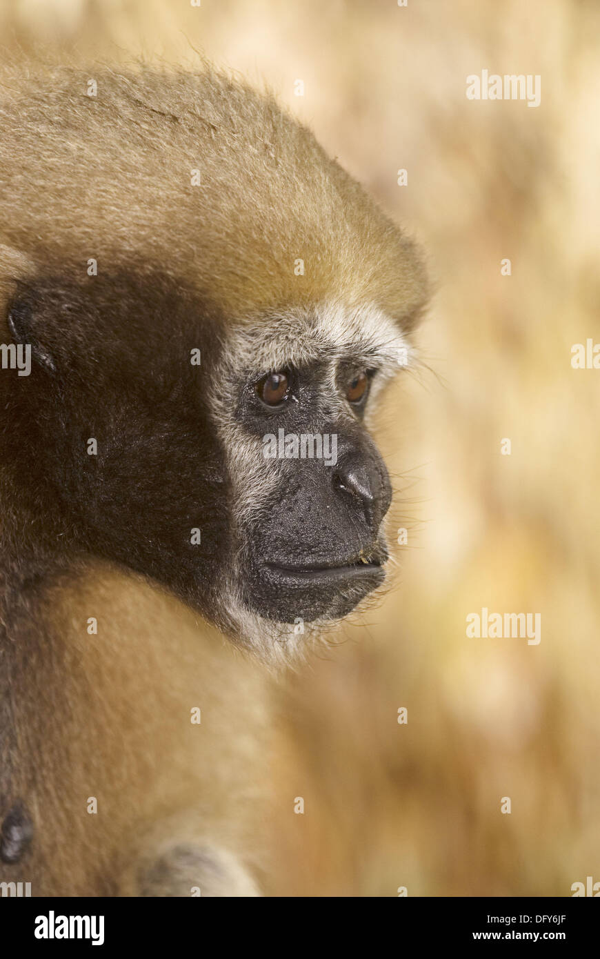 Bunopithecus hoolock Banque de photographies et d’images à haute ...