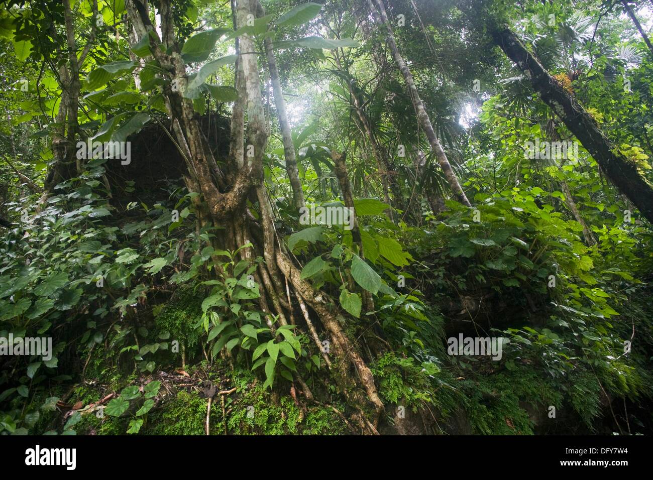 Montes azules biosphere reserve chiapas Banque de photographies et d ...